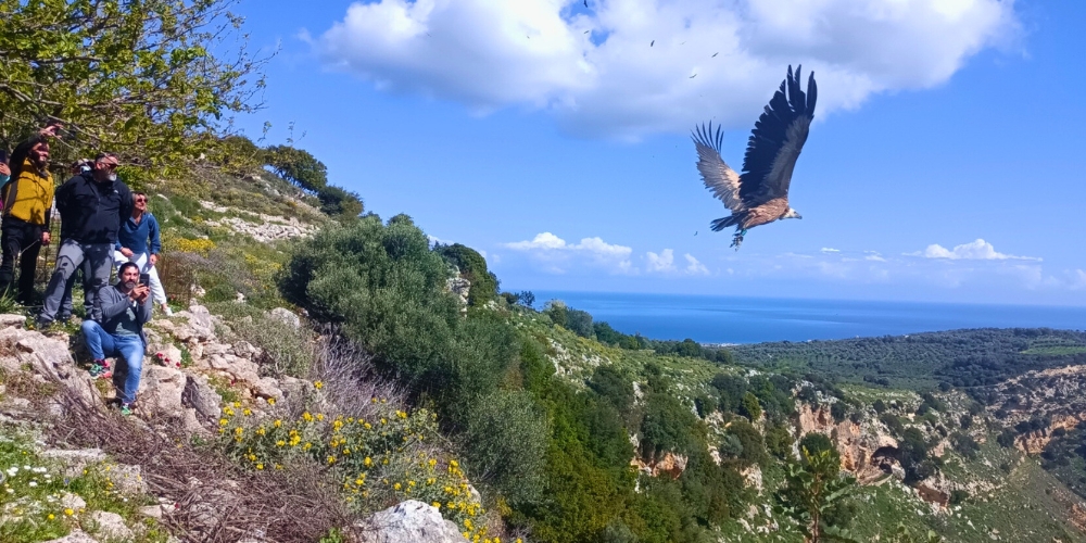 We join forces with the "Alkyoni" wildlife care center and bring hope ...